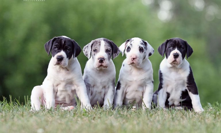 Foto Danes – Great Dane Breeder; Bing the Great Dane