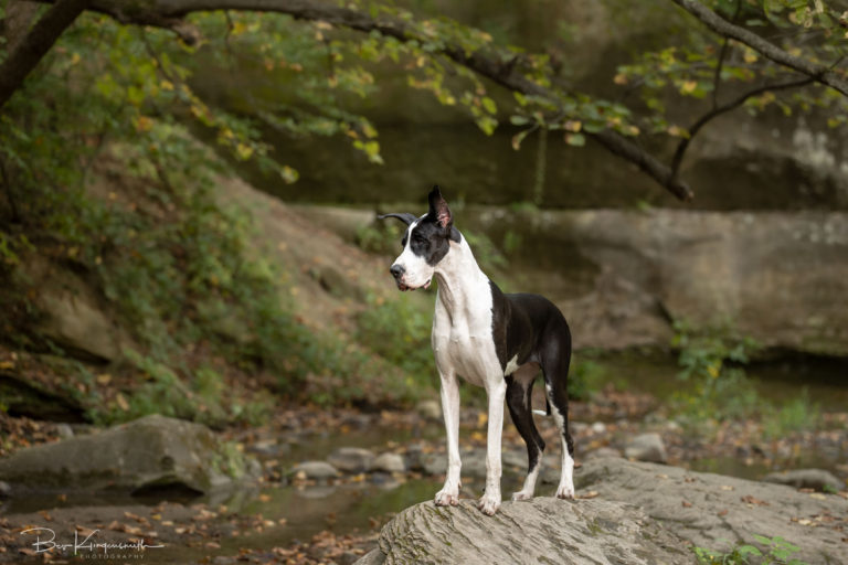 Foto Danes – Great Dane Breeder; Bing the Great Dane