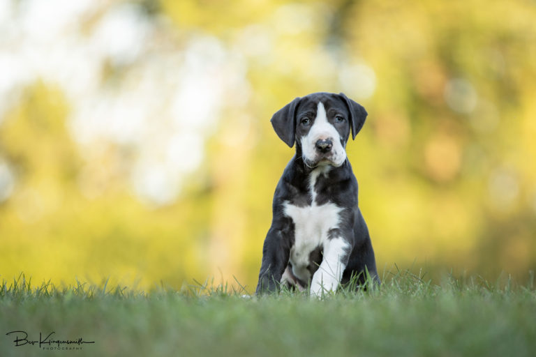 Foto Danes – Great Dane Breeder; Bing the Great Dane