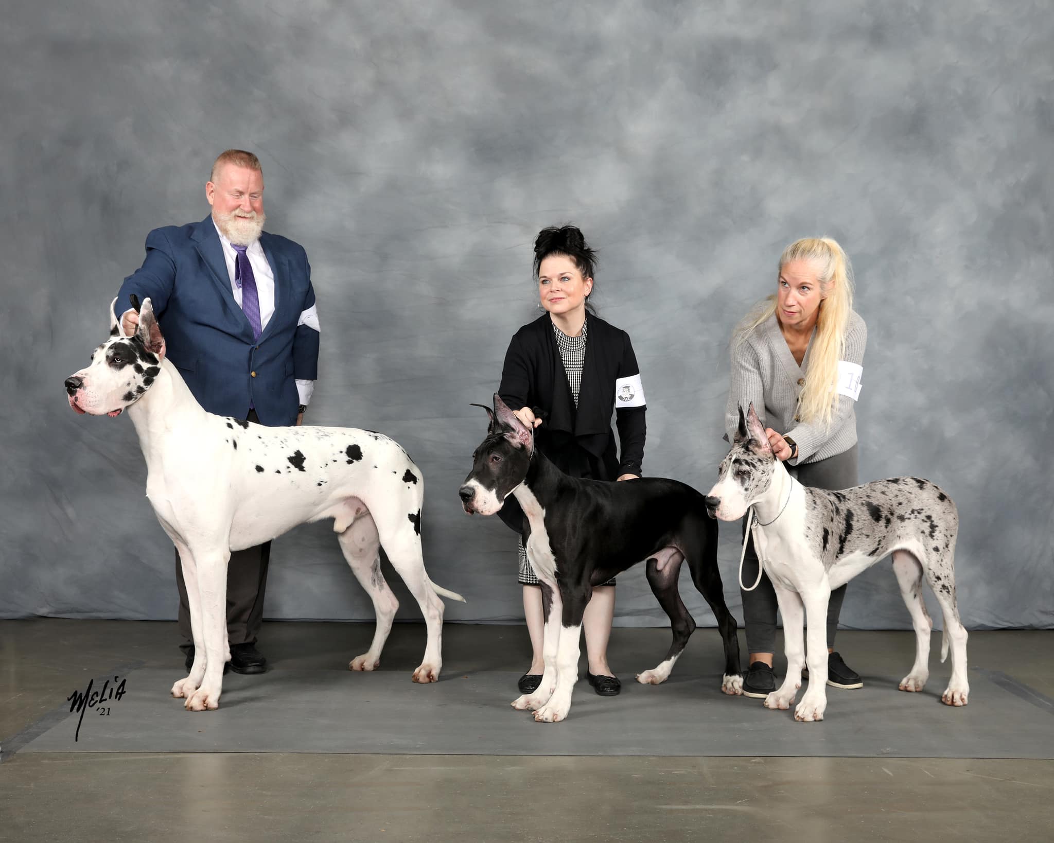 Foto Danes – Great Dane Breeder; Bing the Great Dane
