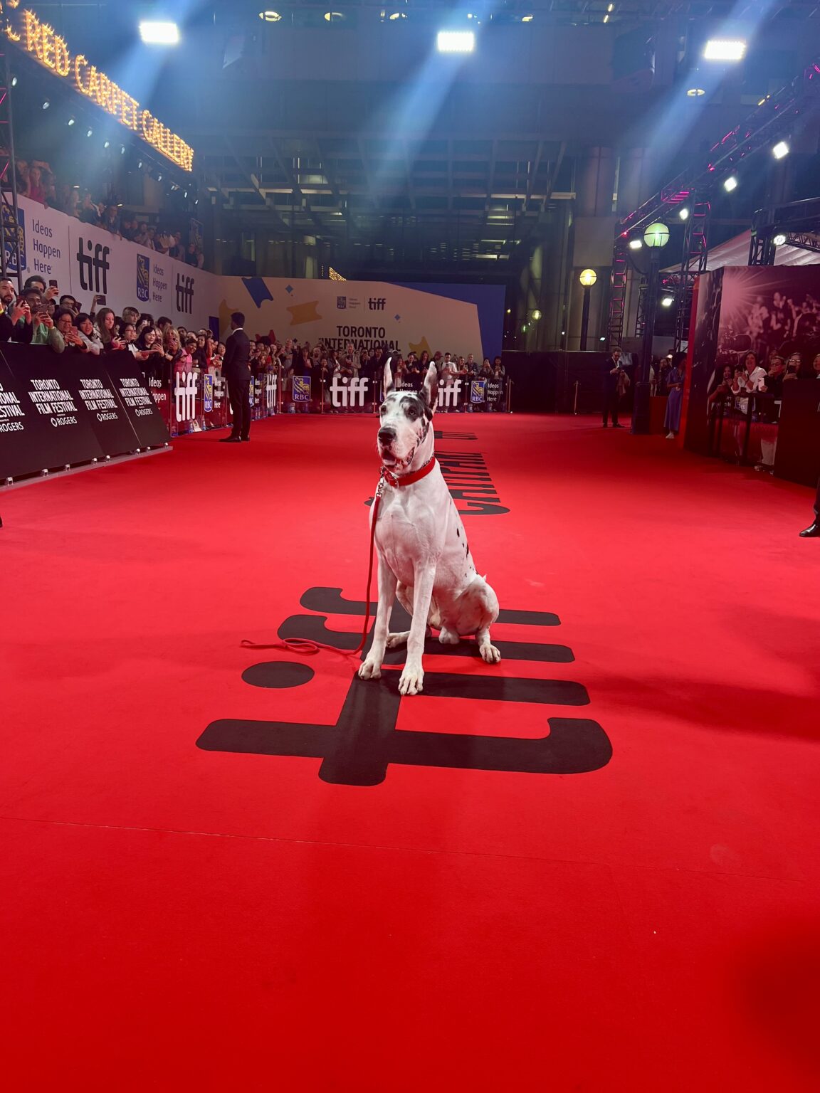 Foto Danes – Great Dane Breeder; Bing the Great Dane