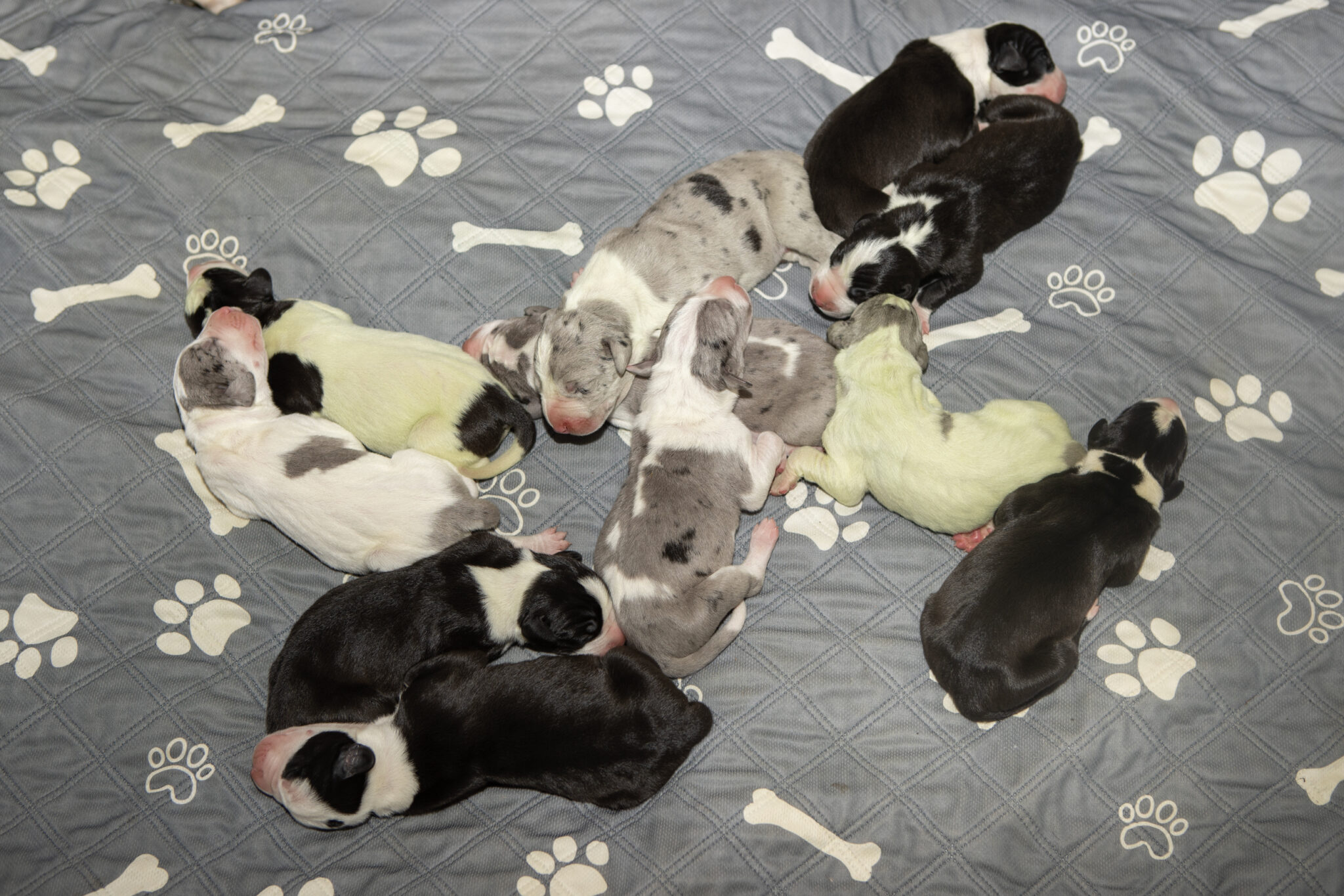 Foto Danes – Great Dane Breeder; Bing the Great Dane