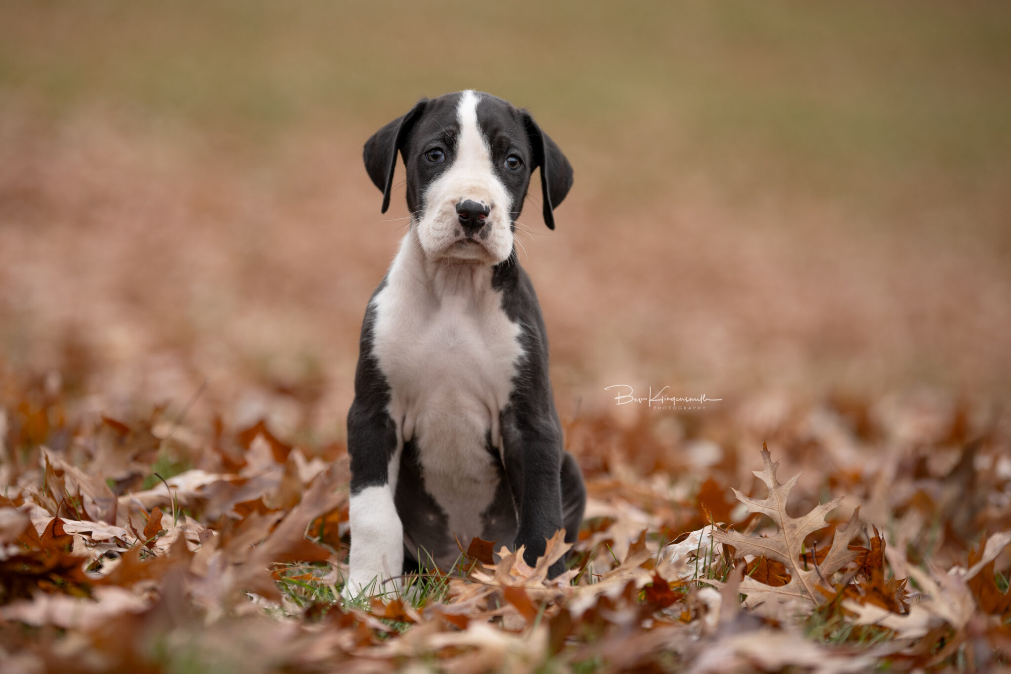 Foto Danes – Great Dane Breeder; Bing the Great Dane