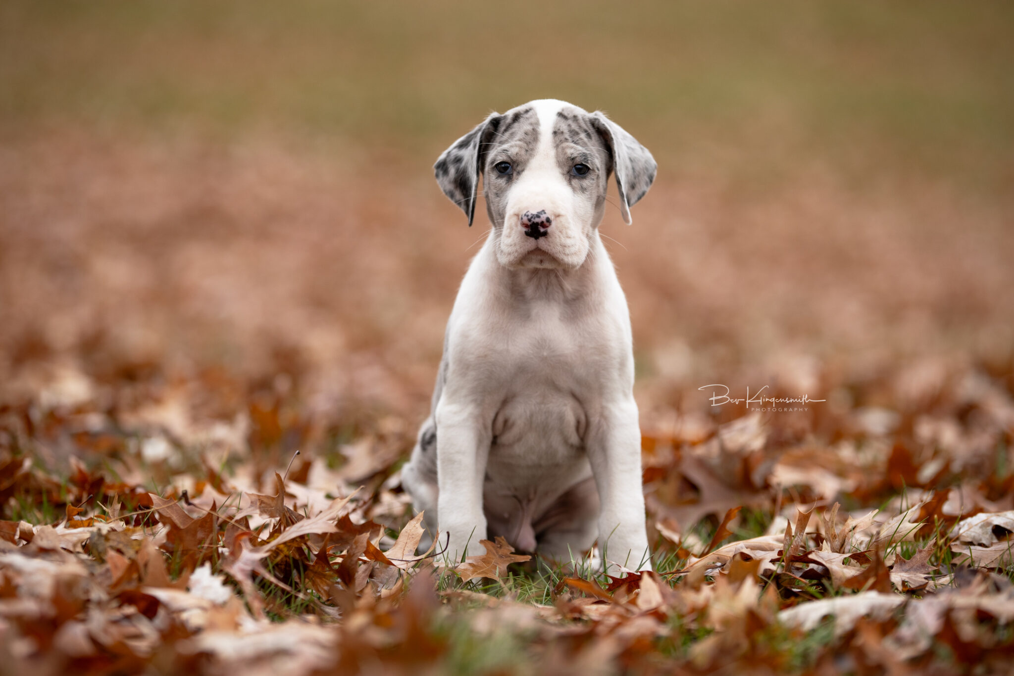 Foto Danes – Great Dane Breeder; Bing the Great Dane