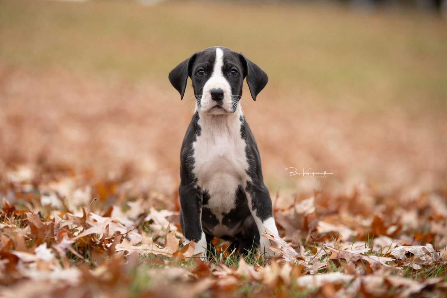 Foto Danes – Great Dane Breeder; Bing the Great Dane