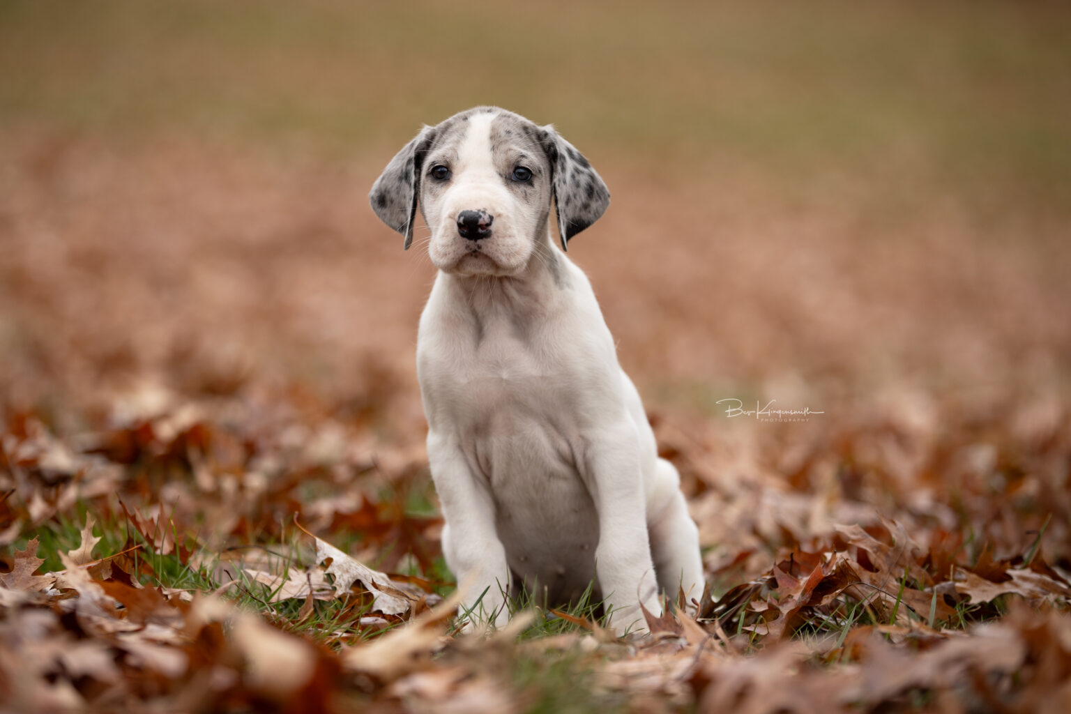 Foto Danes – Great Dane Breeder; Bing the Great Dane