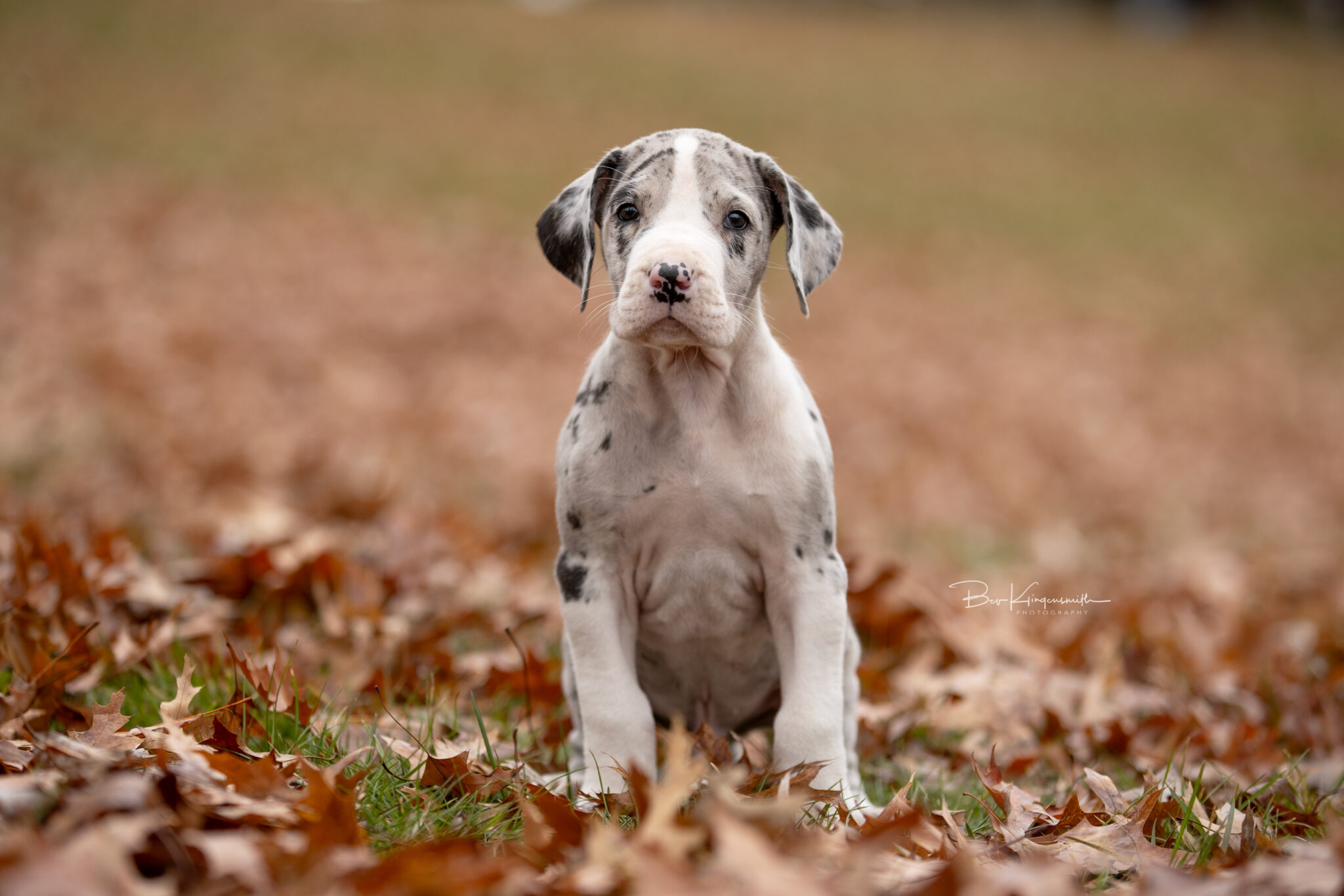 Foto Danes – Great Dane Breeder; Bing the Great Dane