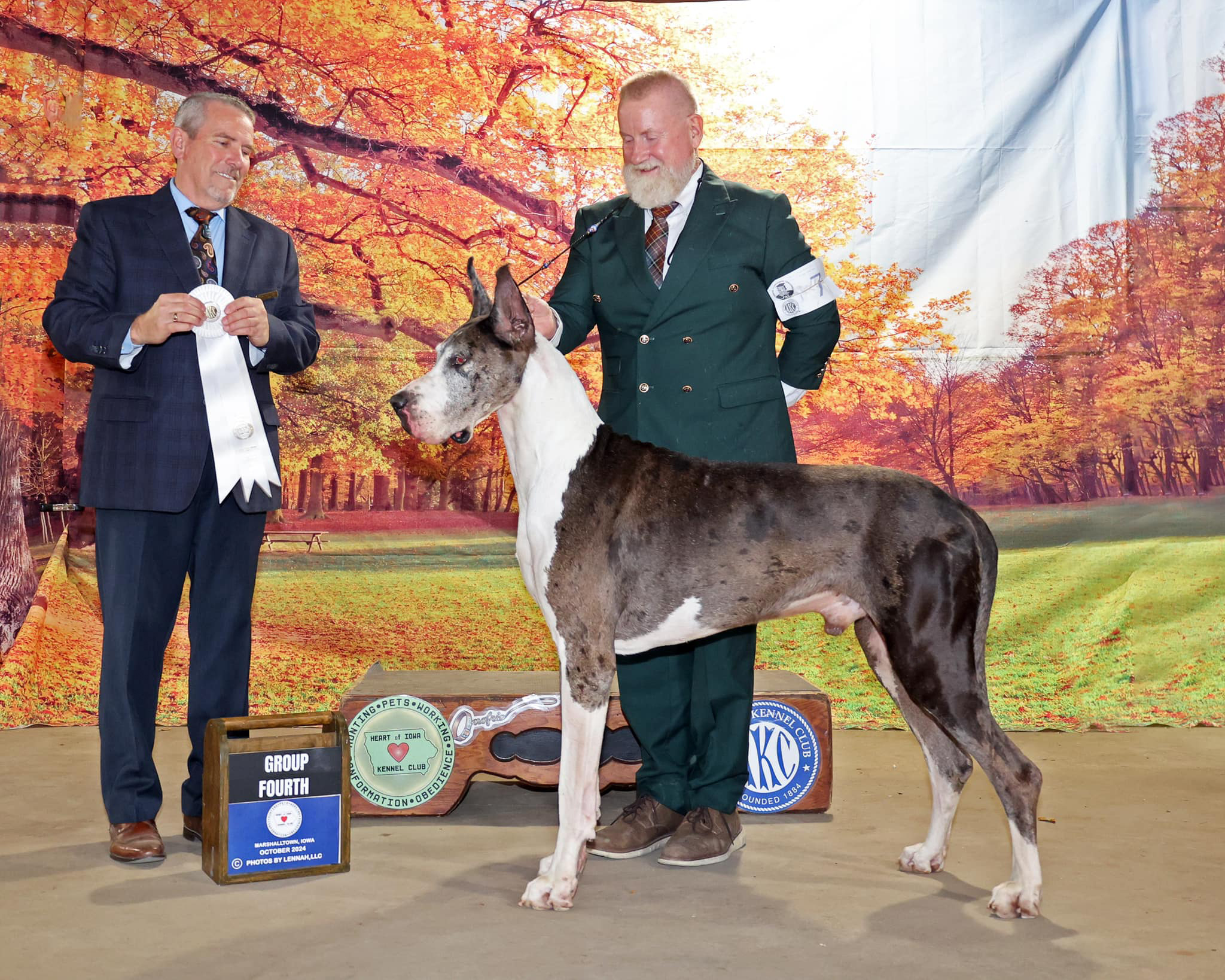 Foto Danes – Great Dane Breeder; Bing the Great Dane