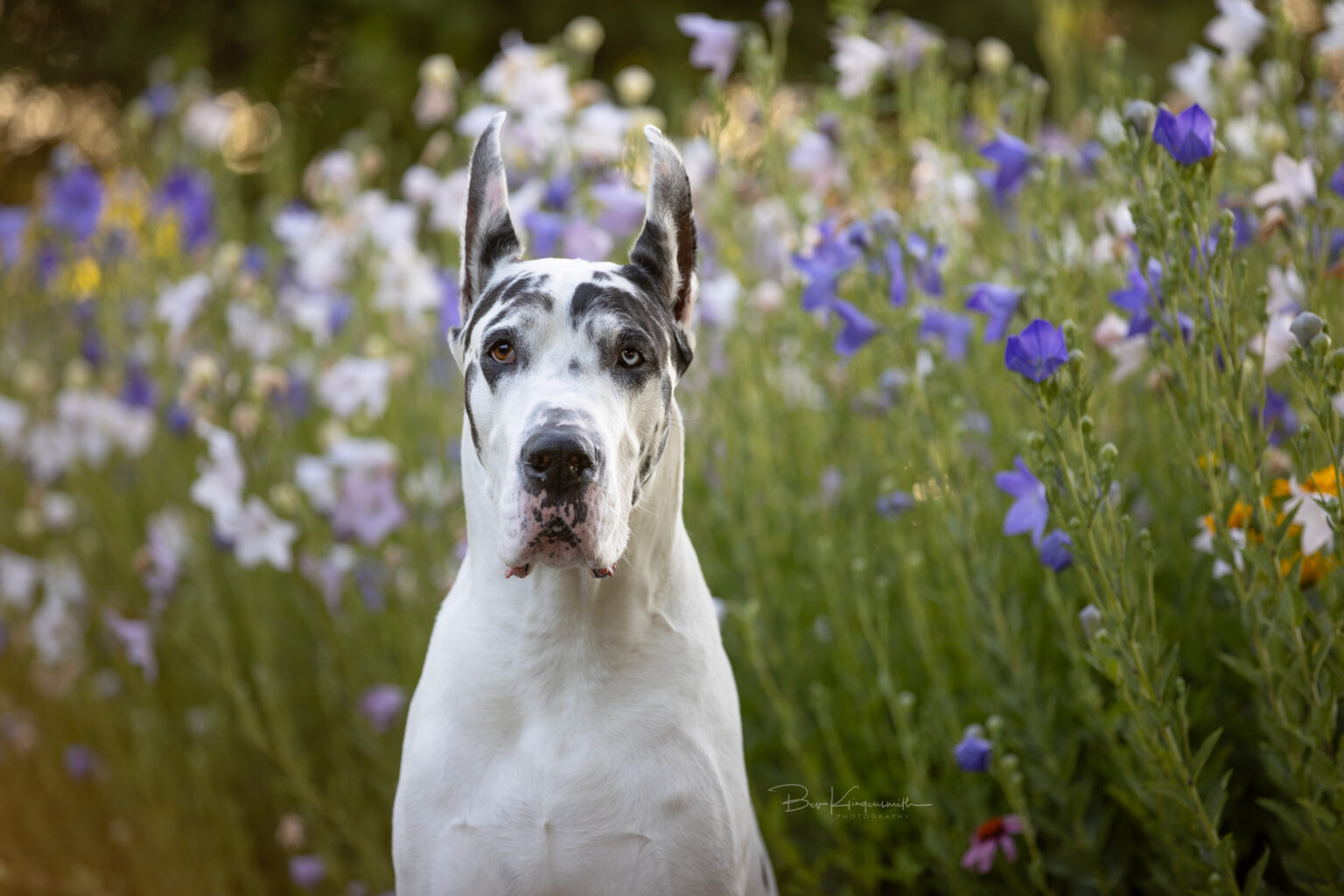 Foto Danes – Great Dane Breeder; Bing the Great Dane