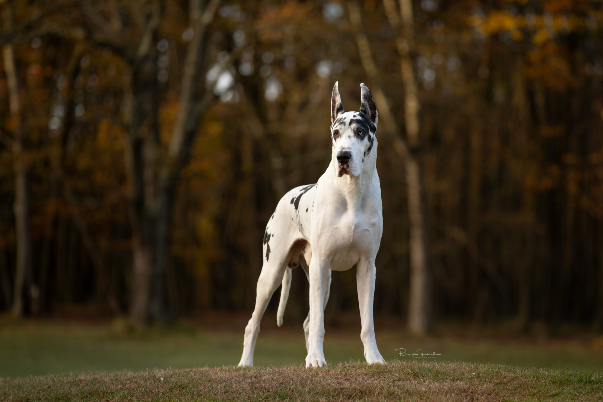 Foto Danes – Great Dane Breeder; Bing the Great Dane