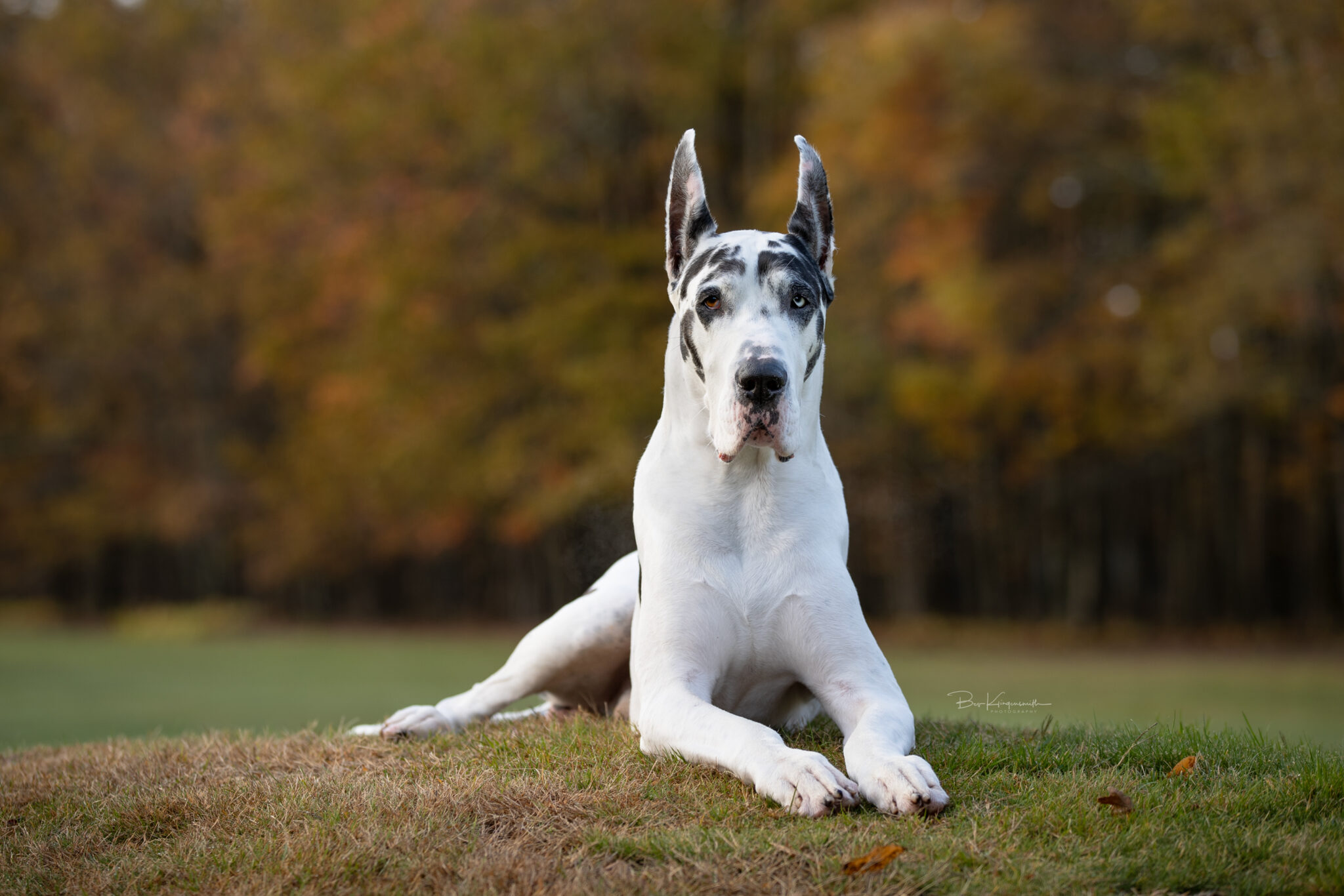 Foto Danes – Great Dane Breeder; Bing the Great Dane